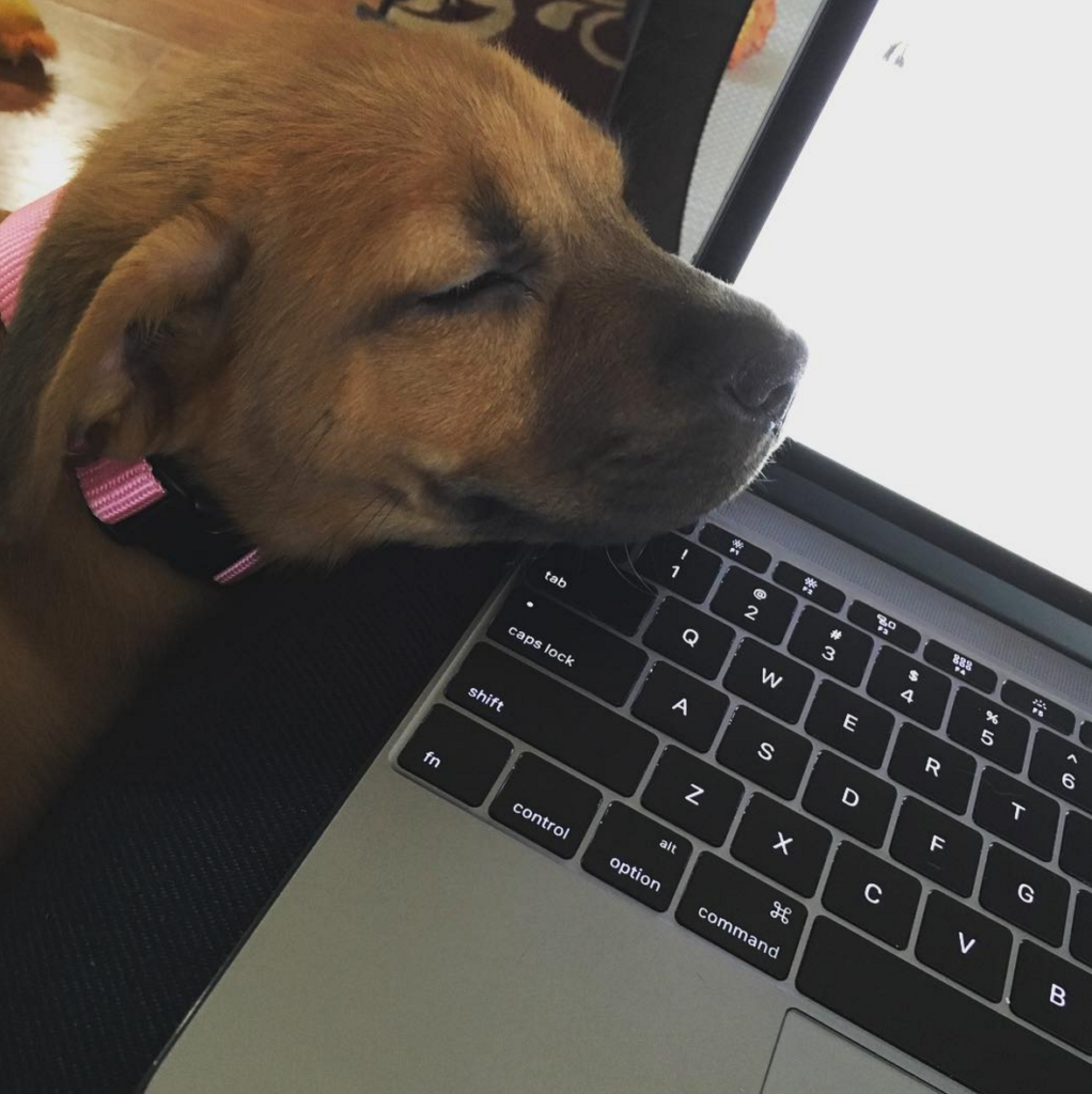 How Office Pets Benefit the Workplace (And The Pets of Buffer!)